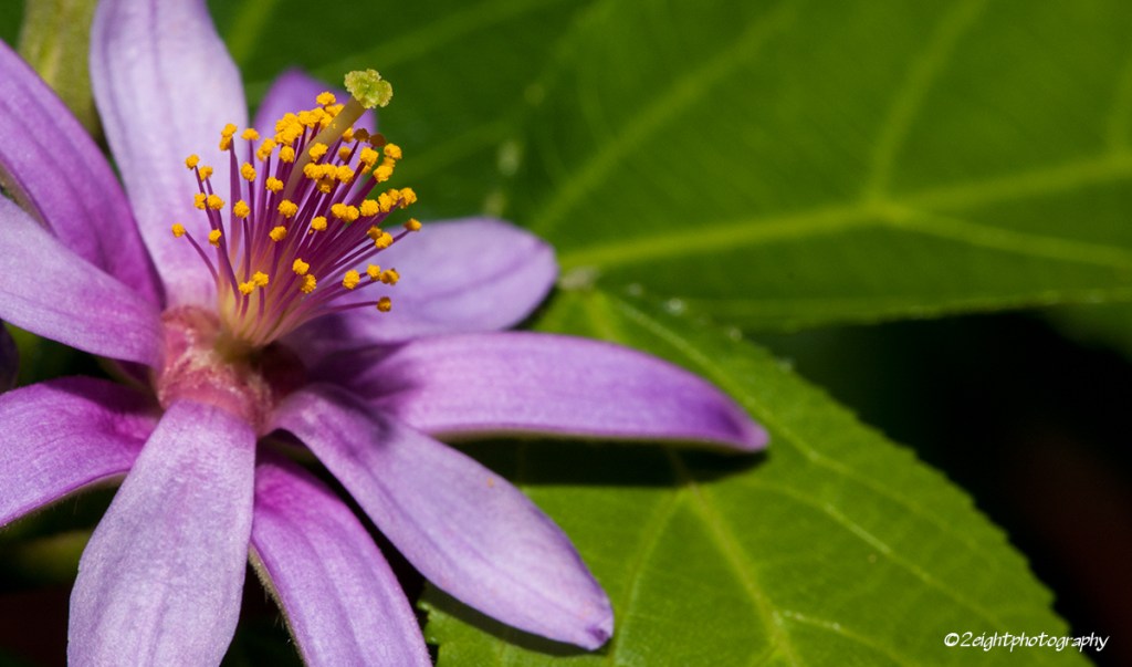 phipps conservatory – 2Eight Photography